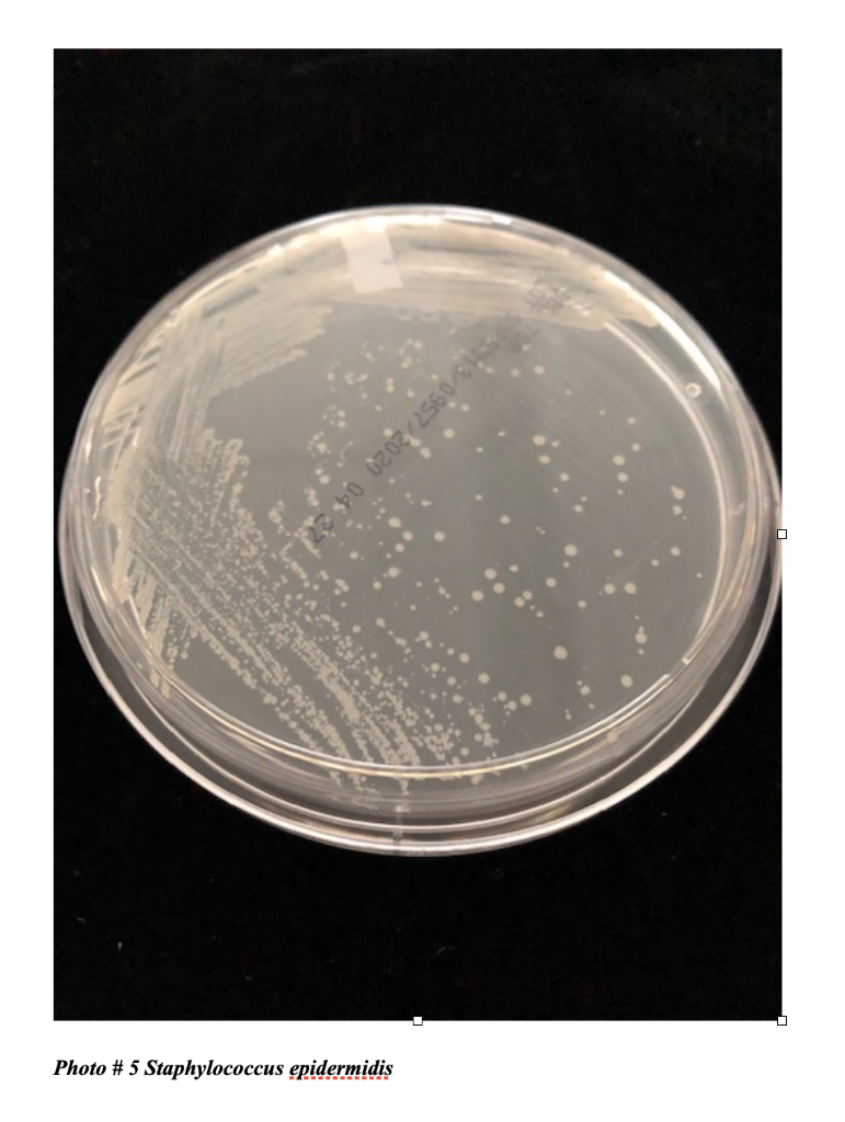 Solved Photo #4 Staphylococcus epidermidis Photo # 5 | Chegg.com