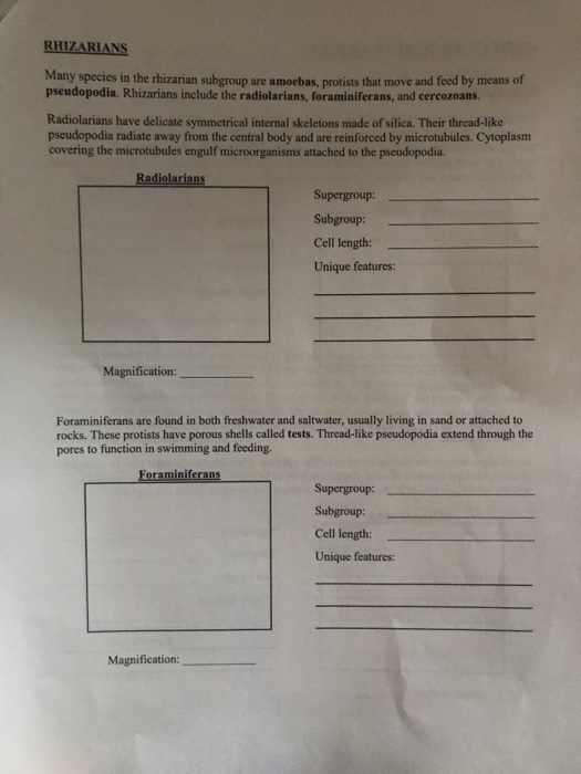 Solved RHIZARİANS Many species in the rhizarian subgroup are | Chegg.com