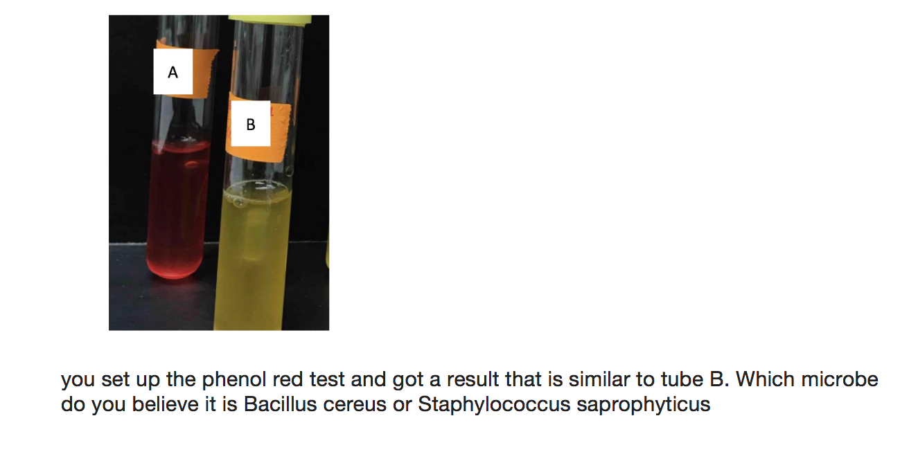 Solved A B you set up the phenol red test and got a result | Chegg.com