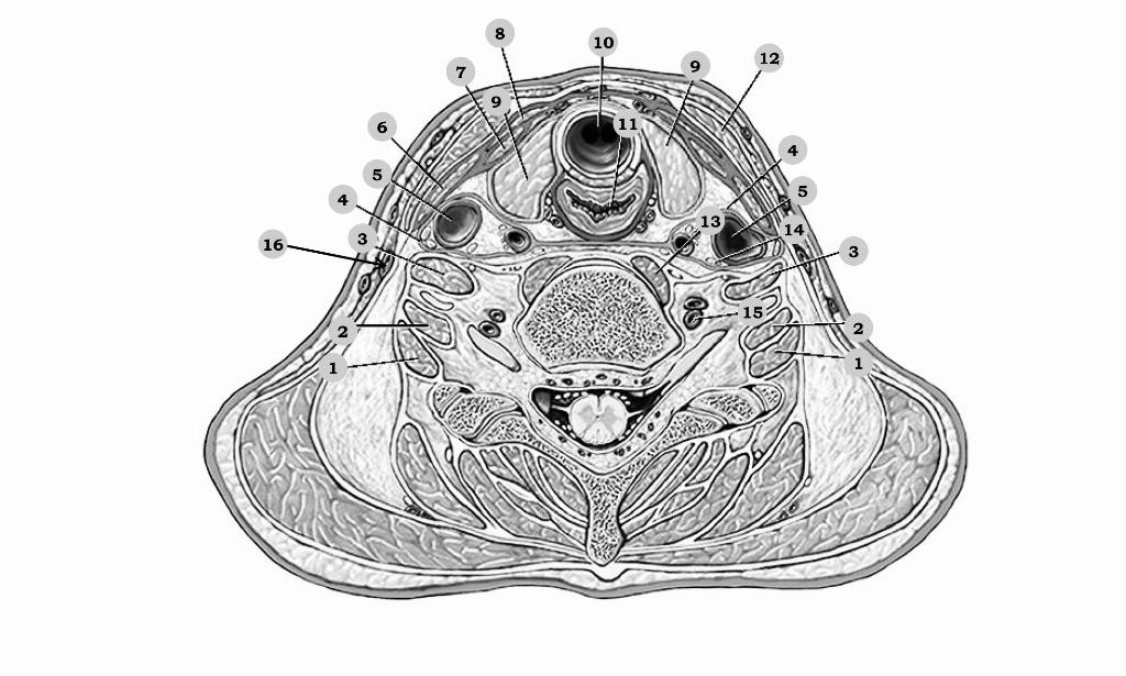 Solved Label the cross section shown above for the superior | Chegg.com