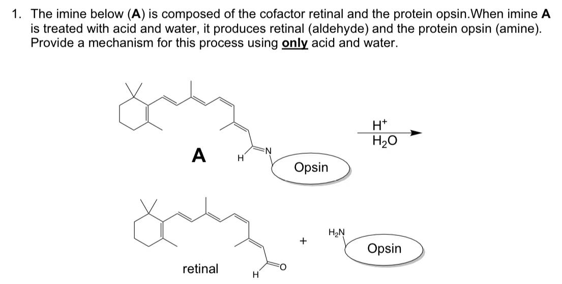 Solved 1. The imine below (A) is composed of the cofactor | Chegg.com