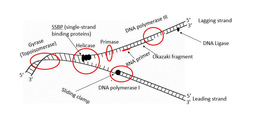 Solved 5' -3' Lagging strand SSBP (single-strand binding | Chegg.com
