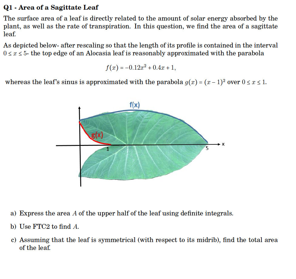 Solved Q1 - Area of a Sagittate Leaf The surface area of a | Chegg.com