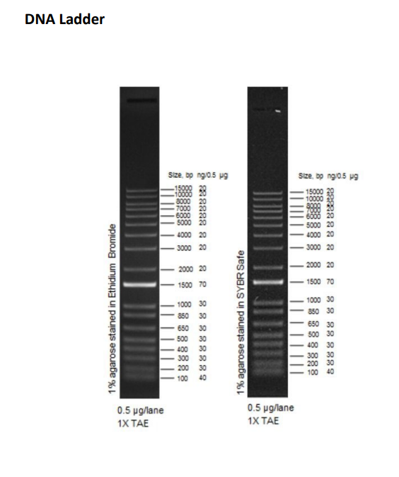 Solved Shown below is the plasmid map of pOTC-Δ which you | Chegg.com