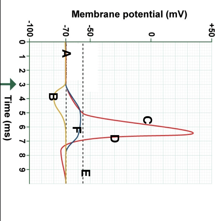 Solved Identify the name of each phase of the membrane | Chegg.com