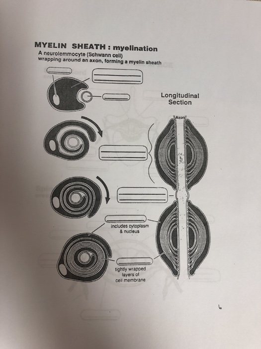 Solved MYELIN SHEATH: myelination A neurolemmocyte (Schwann | Chegg.com
