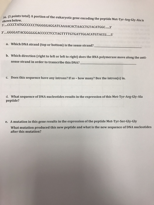 Solved A portion of the eukaryotic gene encoding the peptide | Chegg.com