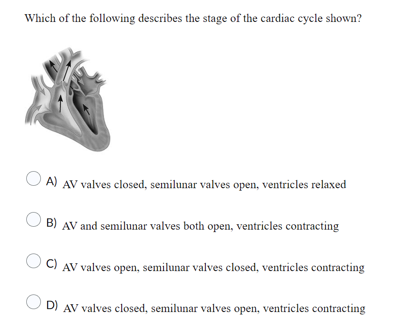 Solved Which of the following describes the stage of the | Chegg.com