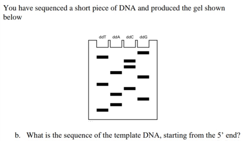 Solved You have sequenced a short piece of DNA and produced | Chegg.com
