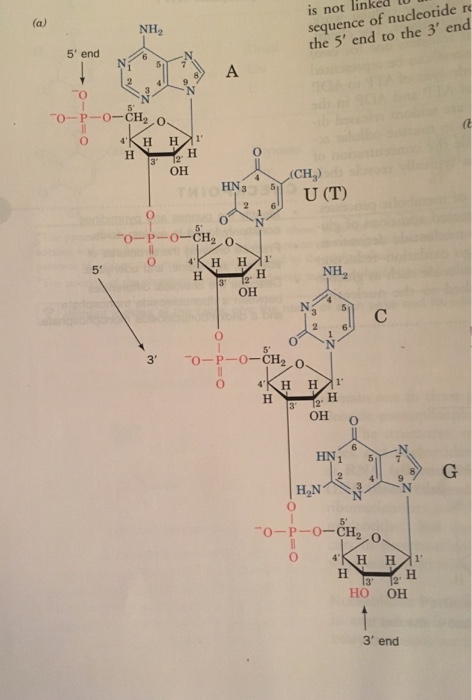Solved is not linked 1U sequence of nucleotide r the 5' end | Chegg.com