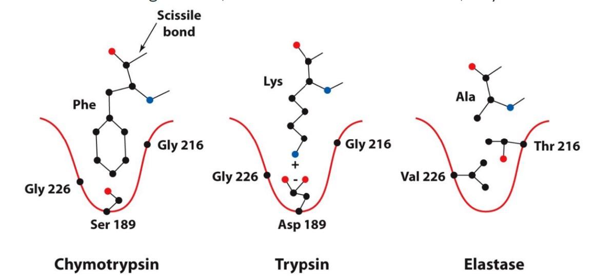 Solved What do you think the specificity pocket would look | Chegg.com