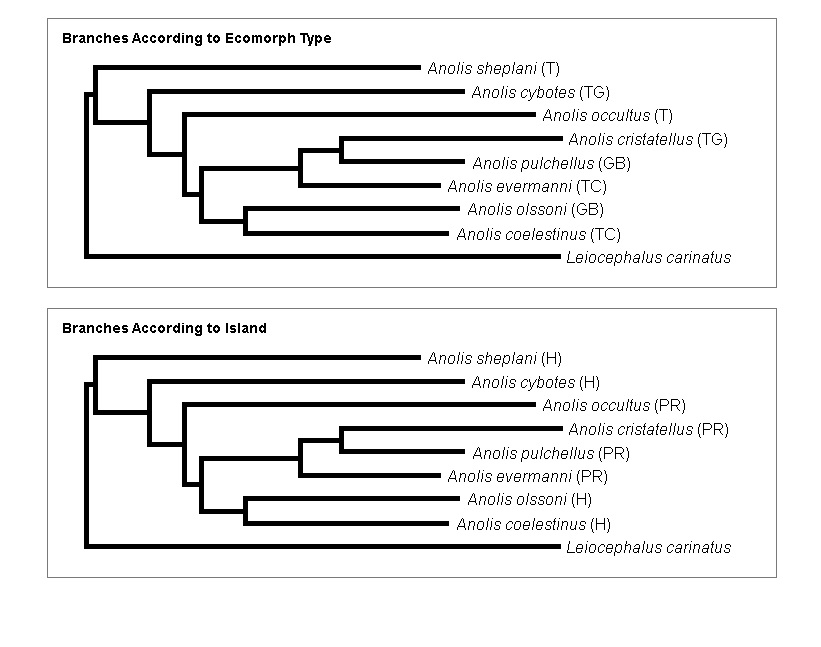 Solved Branches According to Ecomorph Type Anolis sheplani | Chegg.com