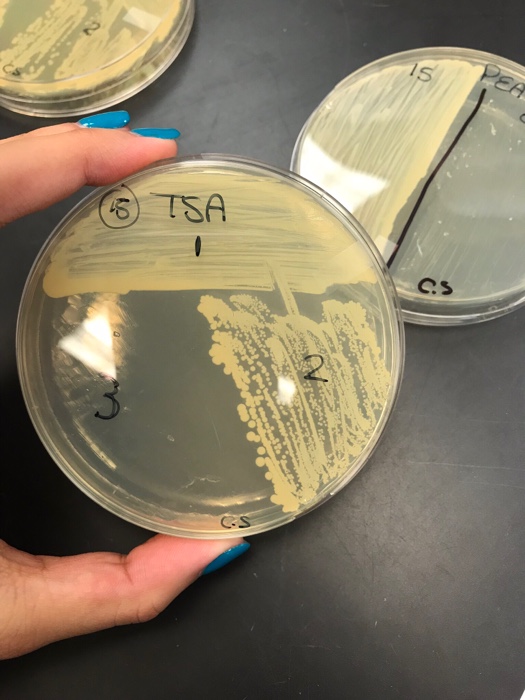 Solved 后) TSA | Chegg.com