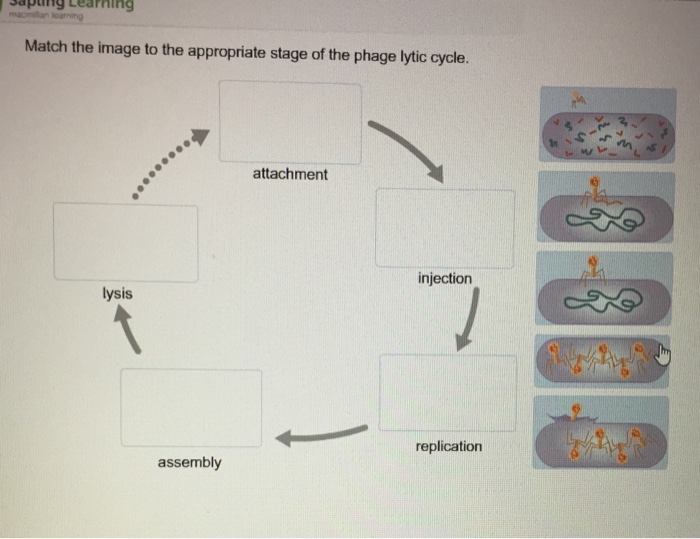 Solved Match the image to the appropriate stage of the phage | Chegg.com