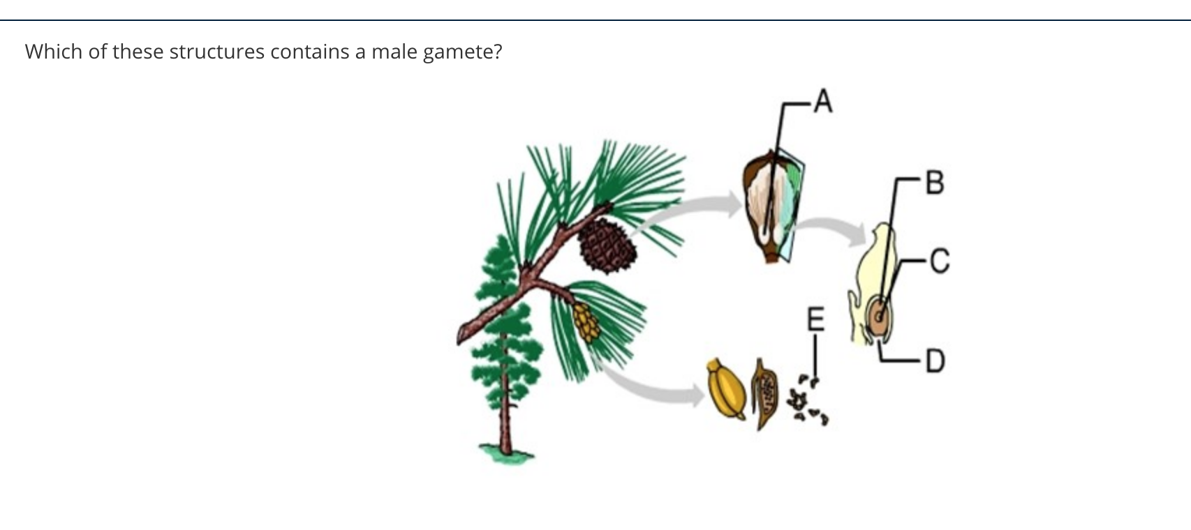 Solved Which of these structures contains a male gamete? A B | Chegg.com