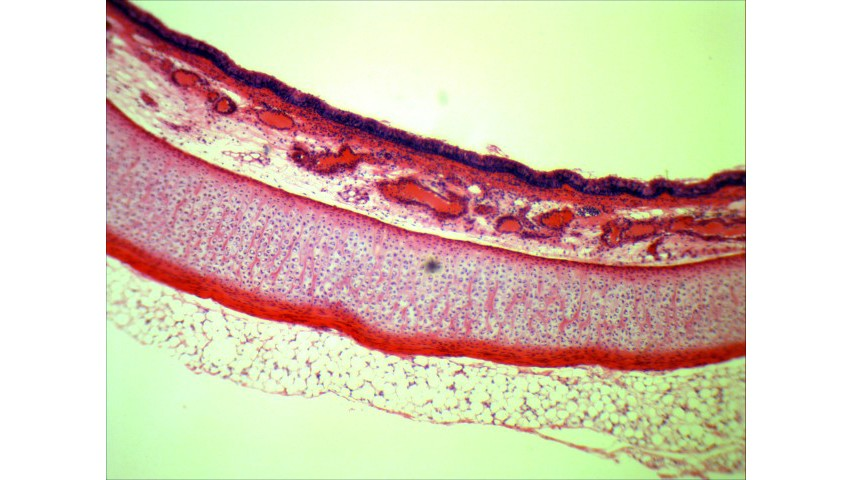 Solved On this microscope picture, which is a slide that | Chegg.com