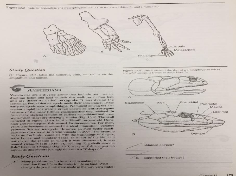 Solved Figure 13.3 Anterior appendage of a crossopterygian | Chegg.com