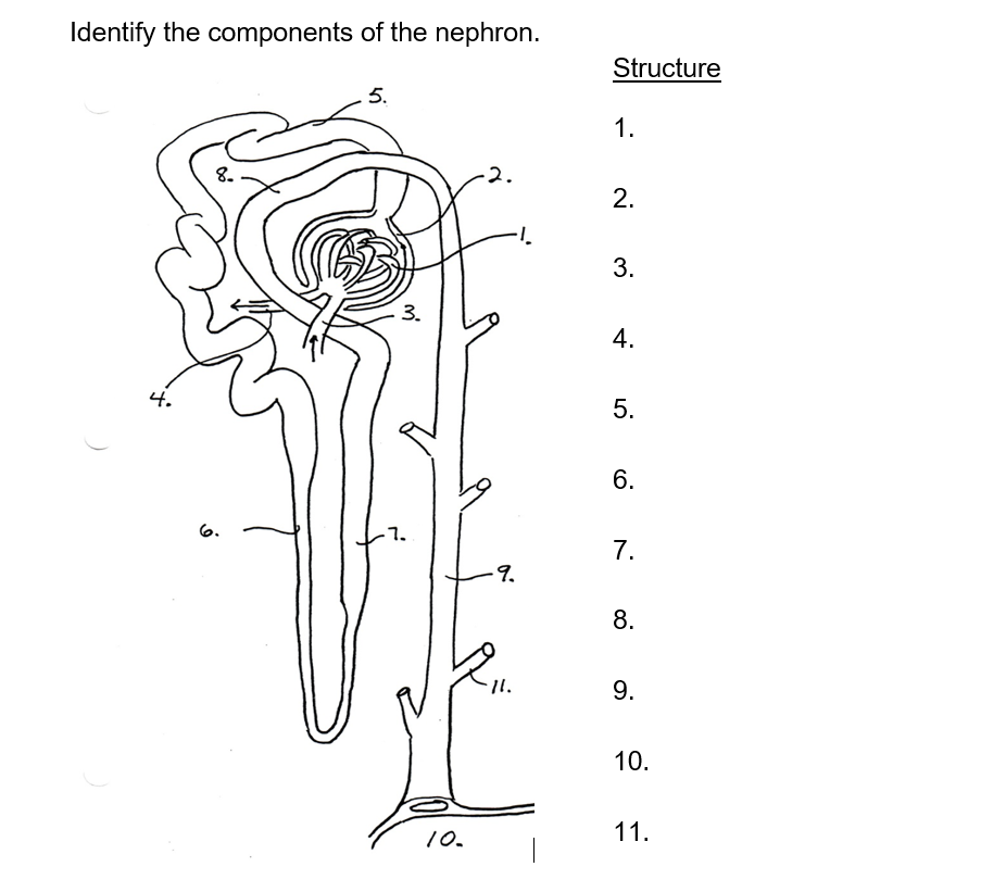 Solved Identify the components of the nephron. Structure 5. | Chegg.com