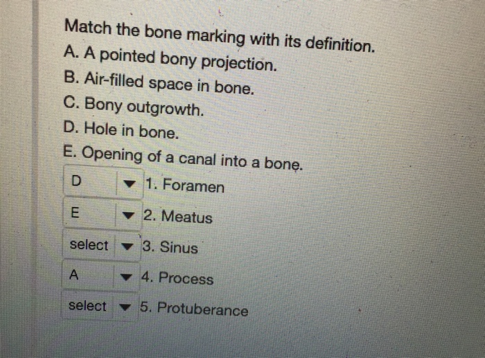 Solved Match the bone marking with its definition. A. A | Chegg.com