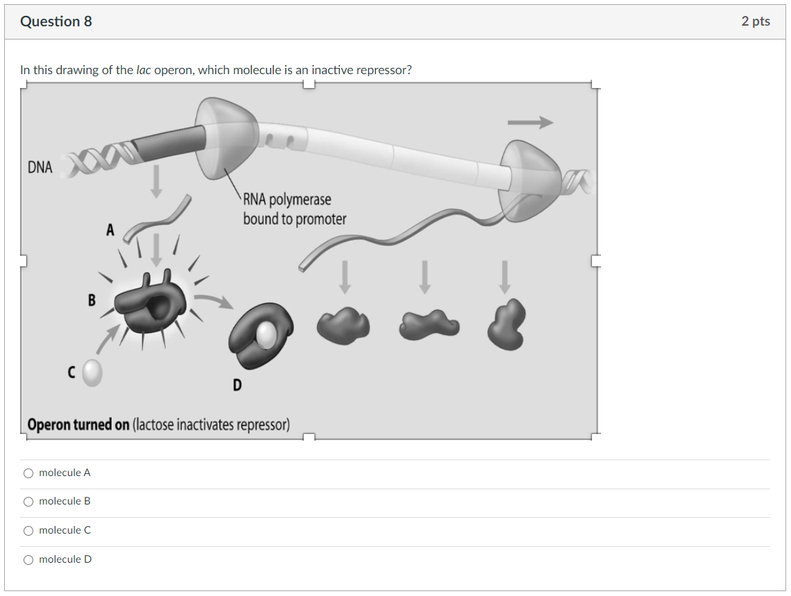 Solved In this drawing of the lac operon, which molecule is | Chegg.com