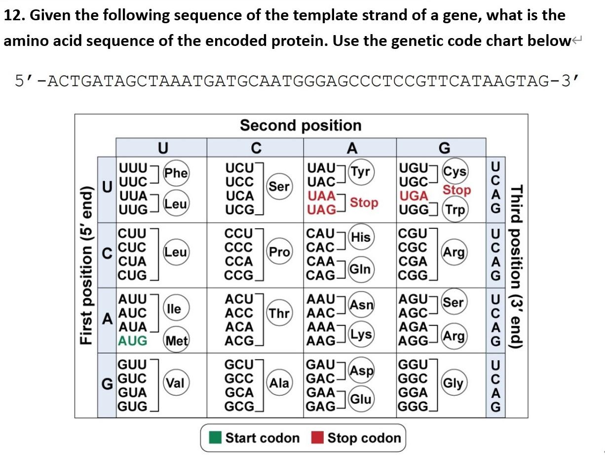Solved 12. Given the following sequence of the template | Chegg.com