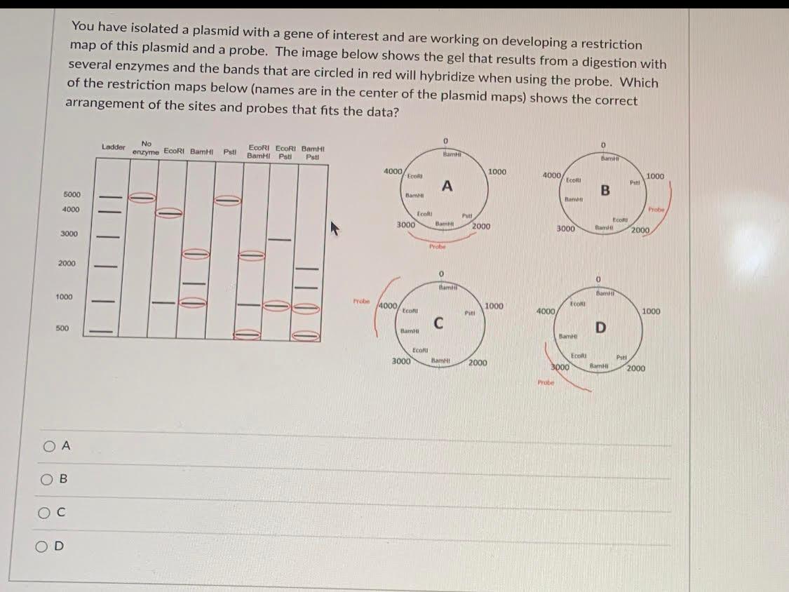 Solved You have isolated a plasmid with a gene of interest | Chegg.com