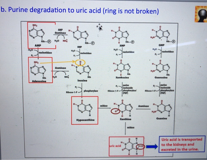 Solved 6. Orotic aciduria is characterized by an excess in | Chegg.com