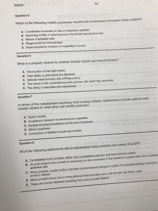 Solved CYTOSKELETON REVIEW SECTION MULTIPLE CHOICE QUESTIONS | Chegg.com