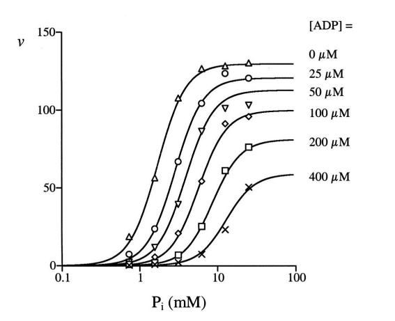 Solved Initial velocity plots for wildtype PRPP synthetase | Chegg.com