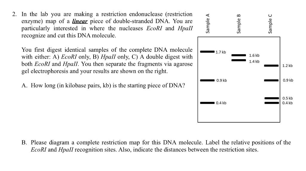 Solved 2 In The Lab You Are Making A Restriction 1703