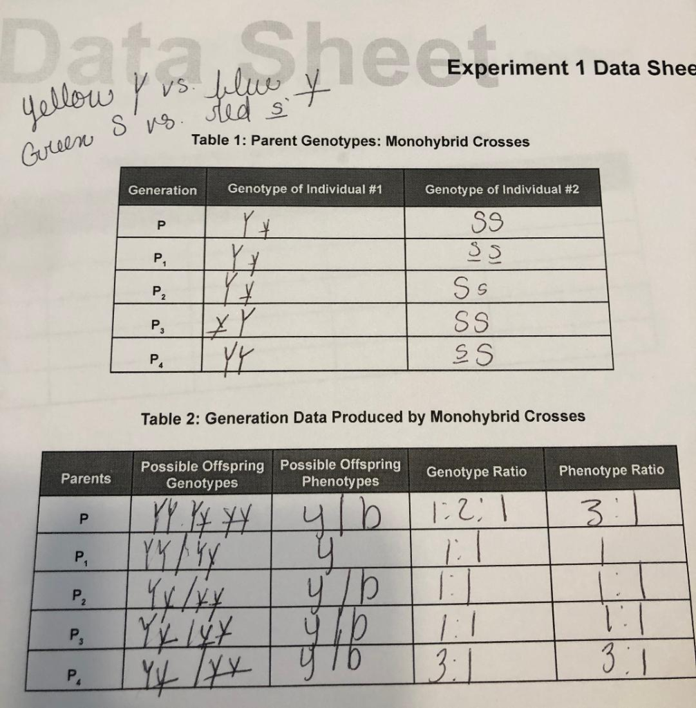 Solved I am struggling with this lab in biology. I did the | Chegg.com