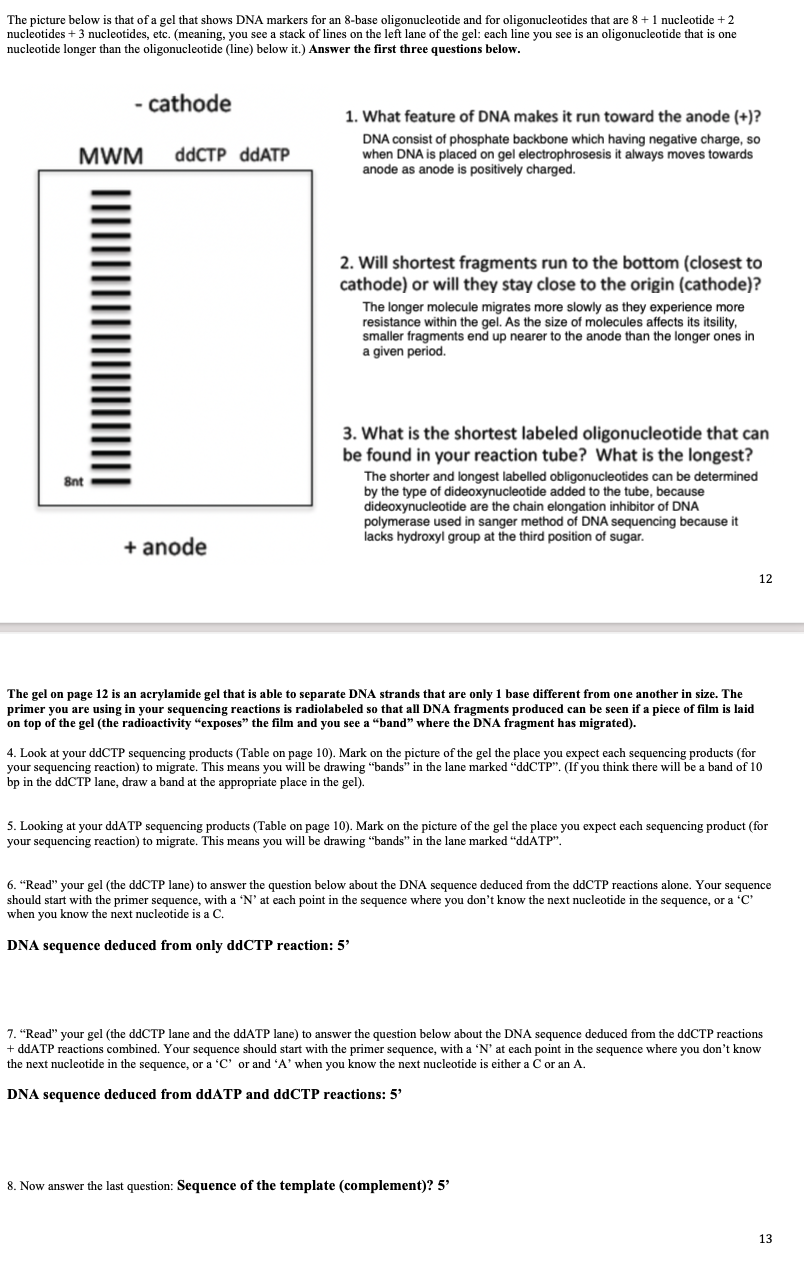 Solved EXERCISE II: Look at the "example" single-stranded | Chegg.com