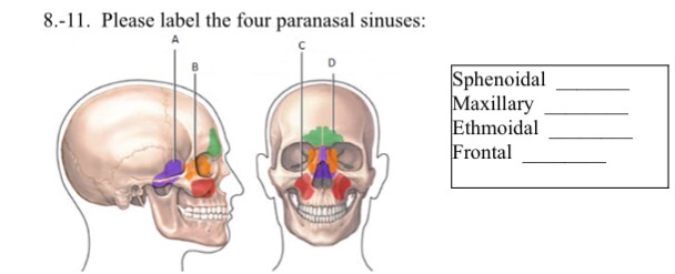 Solved 8.-11. Please label the four paranasal sinuses: | Chegg.com