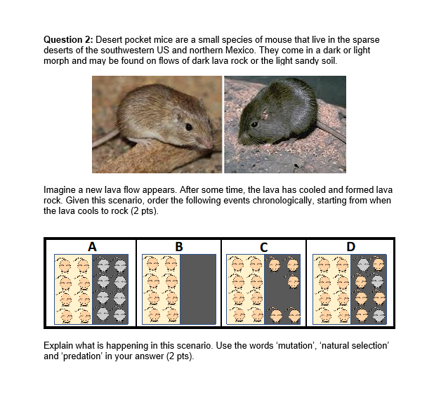 Solved Question 2: Desert pocket mice are a small species of | Chegg.com