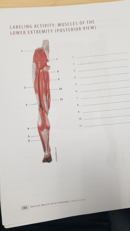 Solved LABELING ACTIVITY: MUSCLES OF THE LOWER EXTREMITY | Chegg.com