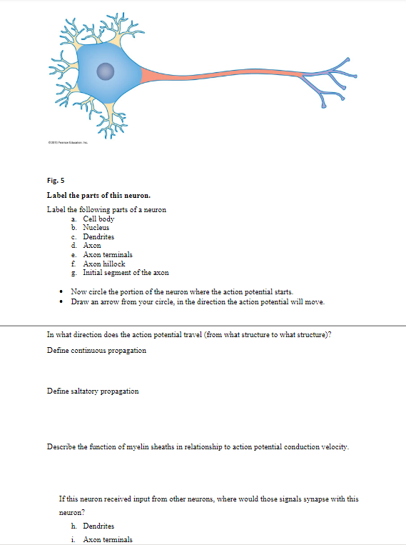 Fig. 5 Label the parts of this neuron. Label the | Chegg.com