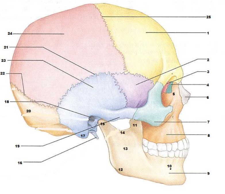 Skull Labeling Anatomy