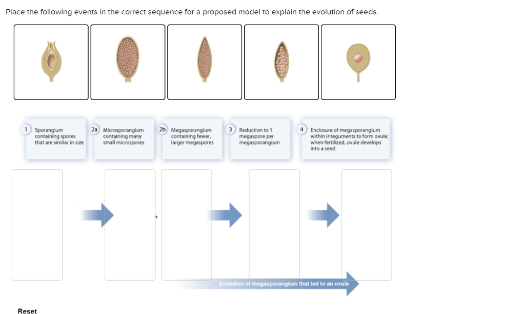 Solved Place the following events in the correct sequence | Chegg.com