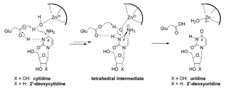Solved Human cytidine deaminase (CDA) is an enzyme that | Chegg.com
