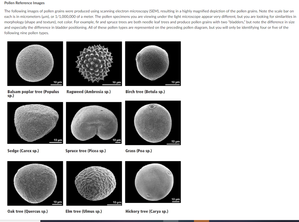 Solved Exercise 3 Palynology 1. Take your turn viewing the | Chegg.com