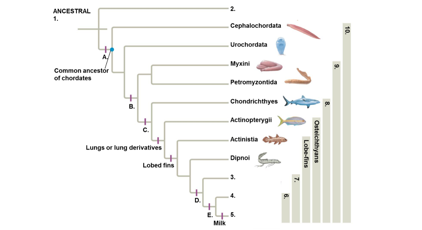 Solved 2. ANCESTRAL 1. Cephalochordata 10. Urochordata A. | Chegg.com