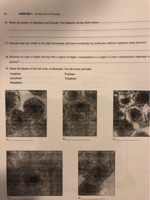 Solved 50 EXERCISE 4 Cell Structure and Function 16. Name | Chegg.com