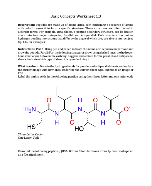 Solved Basic Concepts Worksheet 1.3 Description: Peptides | Chegg.com