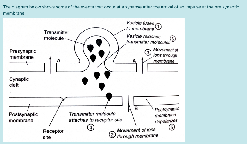 Solved The diagram below shows some of the events that occur | Chegg.com