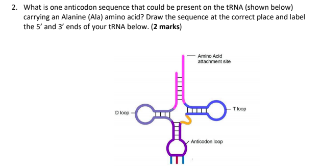 Solved 2. What is one anticodon sequence that could be | Chegg.com