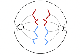 Solved Given the image of a 2n=4 cell above, what is the | Chegg.com