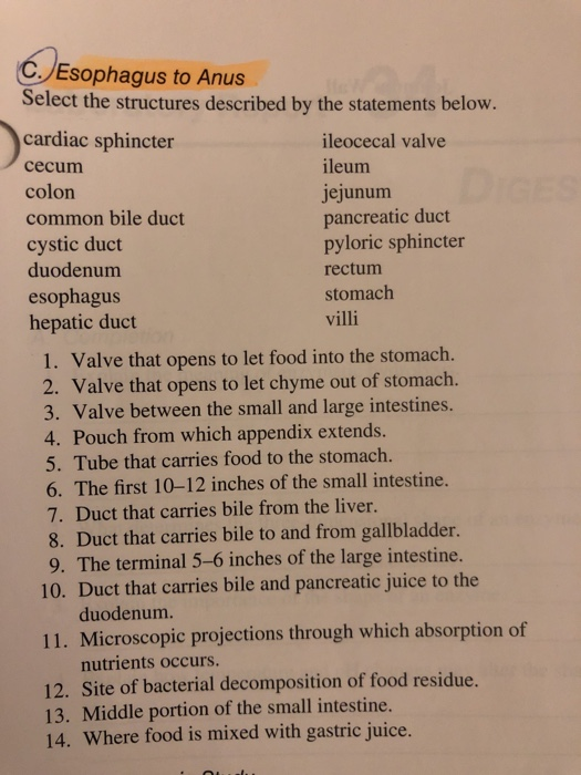 Solved Esophagus to Anus Select the structures described by | Chegg.com