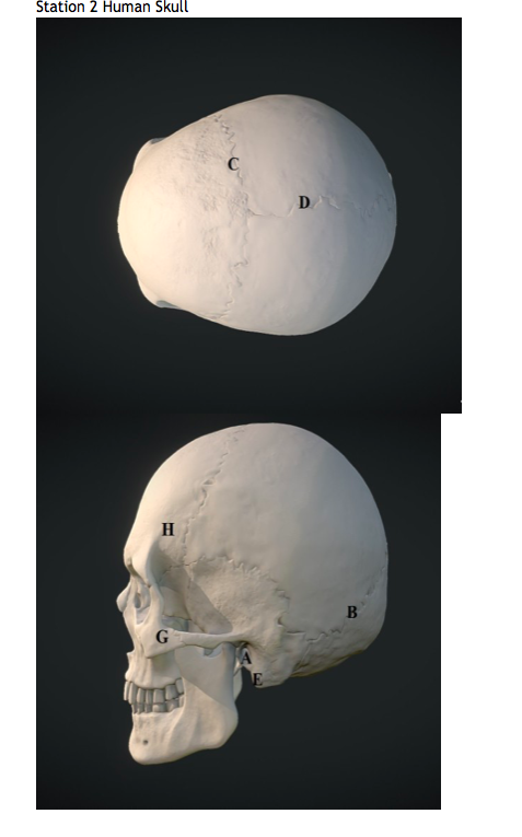 Solved Amy Rector Gorilla C С 70 mm stuse.info Gorilla Έ. F | Chegg.com