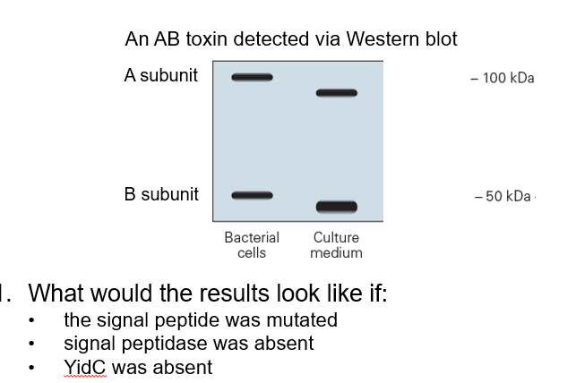 An AB toxin detected via Western blot A subunit - 100 | Chegg.com