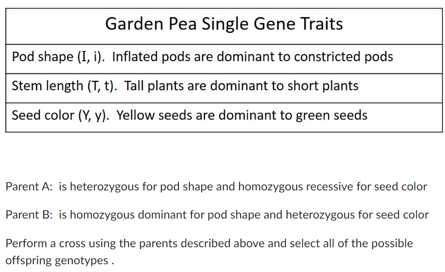 Solved A. IiYy B. IIYY C. iiyy D. IIyy E. Iiyy F. | Chegg.com